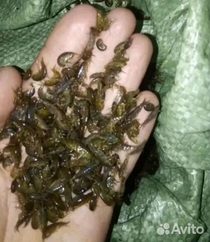 Мормыш живой 100гр