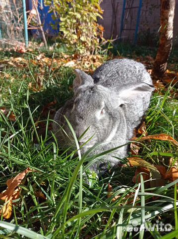 Советская шиншила Самец, готов к работе