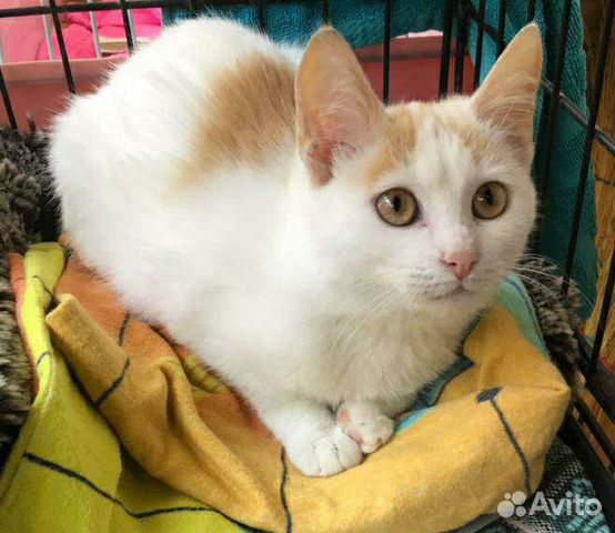 Кошечка Элли