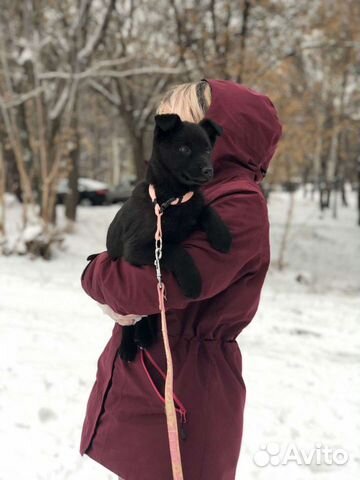 Леди девочка в добрые руки