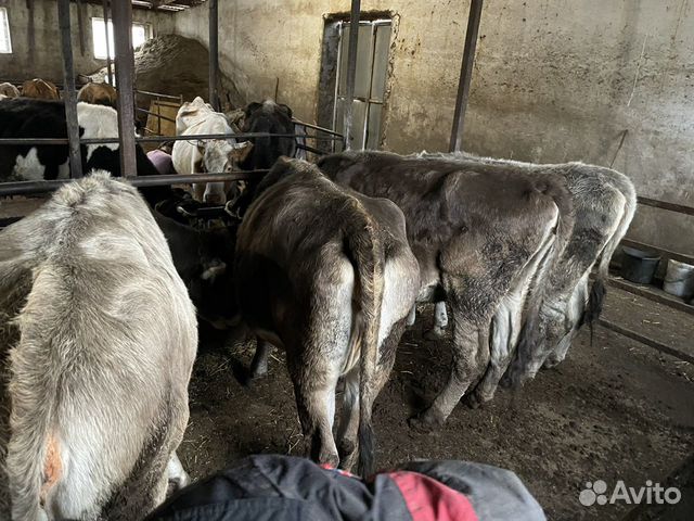 Телки стельные порода швиц