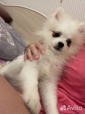 Щенок шпицули