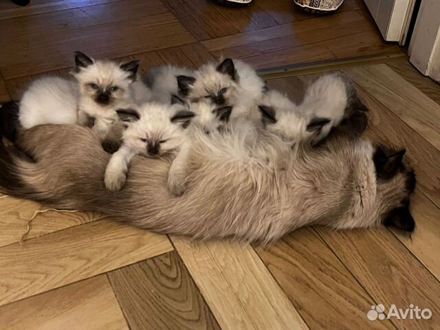 Котята невские маскарадные