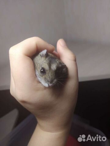 Джунгарский хомяк бесплатно