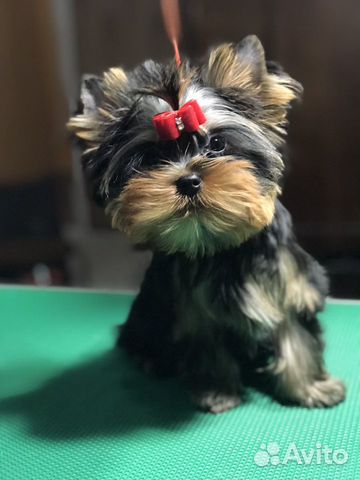 Сказочно красивый мальчик