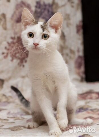 Трогательный ласковый котенок Гномик 3 месяца в да