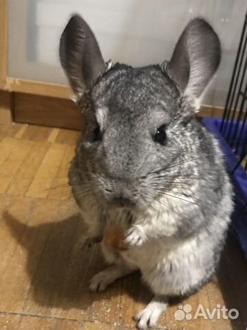 Шиншиллы две девочки