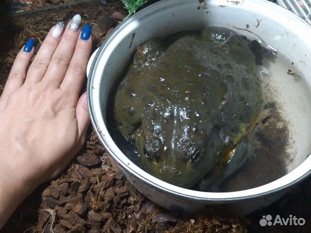 Продам Лягушку-Быка(Водоноса)