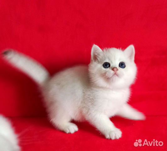 Скоттиши. Серебристая шиншилла