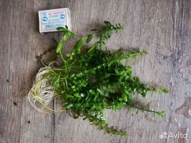 Аквариумные растения