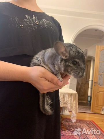 Шиншилла Бесплатно