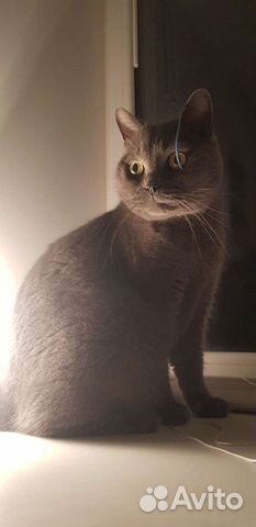 Британский короткошёрстный кот