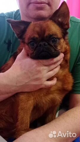 Пти брабансон,бесплатно. Кобель 4 года,для вязки