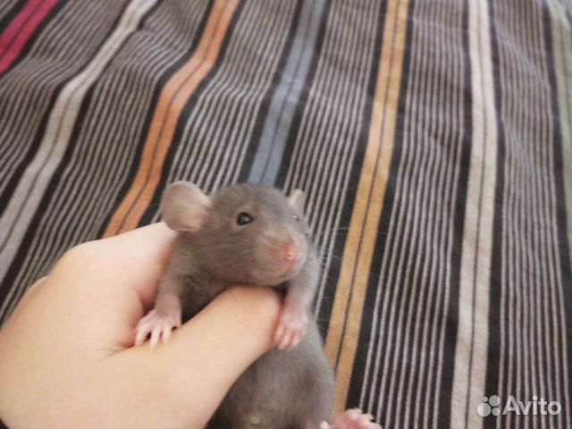Крысы дамбо(мальчики, 1 мес.) отдам бесплатно