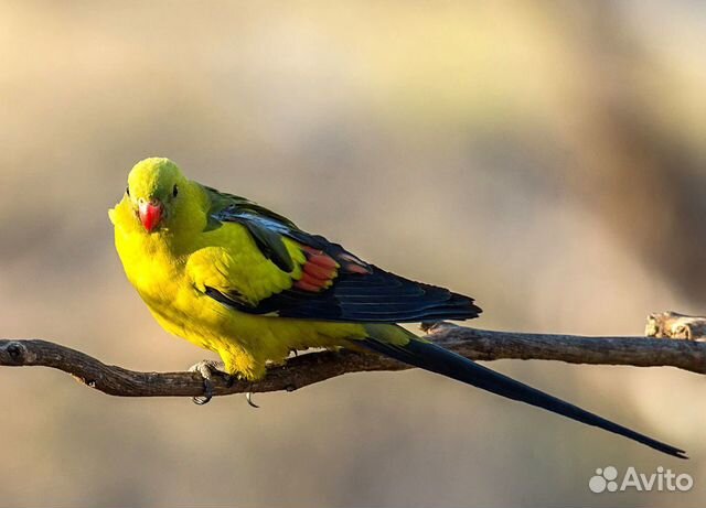 Горный попугай