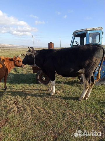 Продам быка осеменителя Голштинской породы