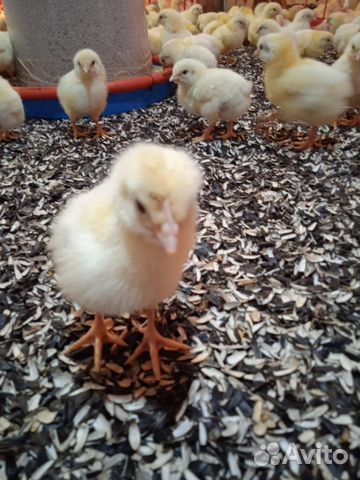 Цыплята суточные Кобб500