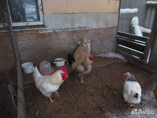 Петушки молодые