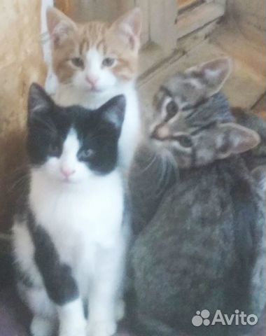 Отдам в Добрые руки