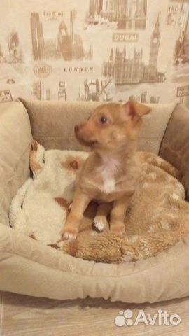 Чихуахуа метис