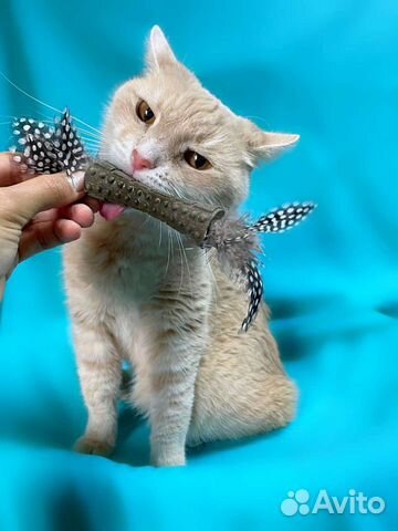 Кот Сёмочка