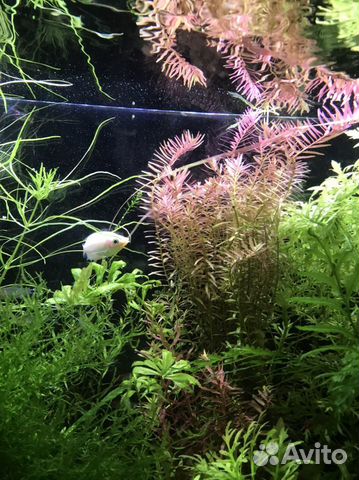 Целующиеся гурами