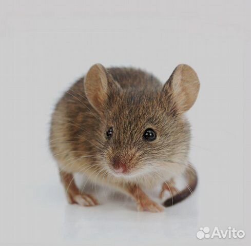 Декоративная мышь