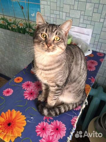 Котик, метис с британцем ищет дом