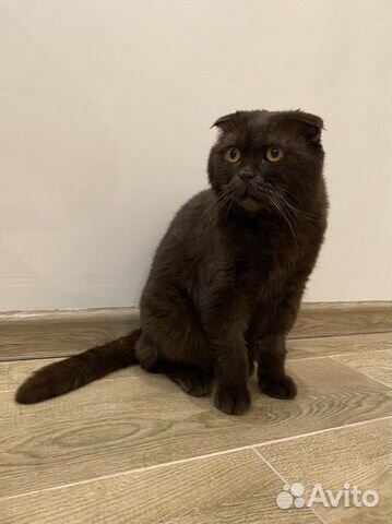 Шотландский вислоухий кот вязка