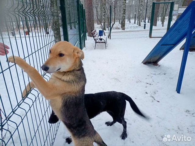 Миниатюрная изящная девочка Джули хочет домой