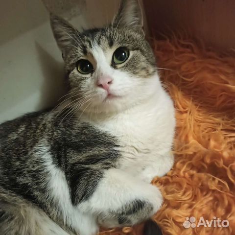 Кошечка Бэтти