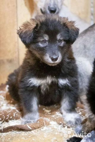 Щенки в самые добрые руки