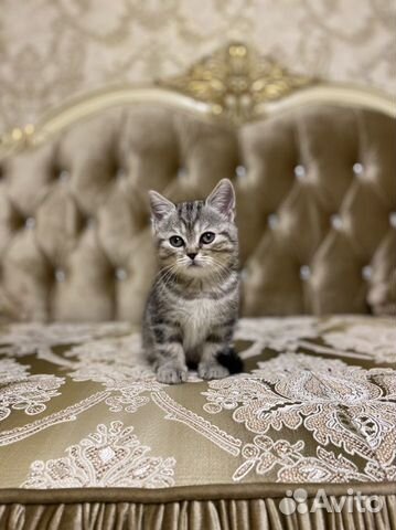 Британский кот
