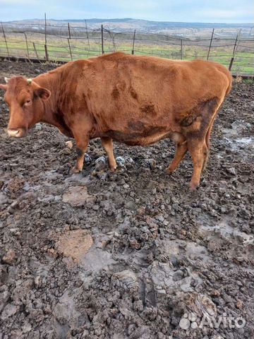 Коровы дойные молочные