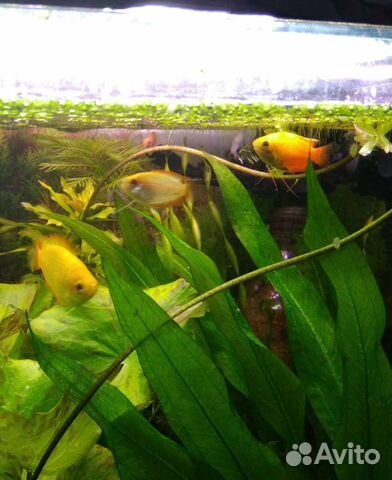 Гурами медовые золотые