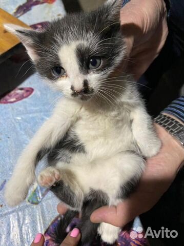 Котята малыши хотят домой