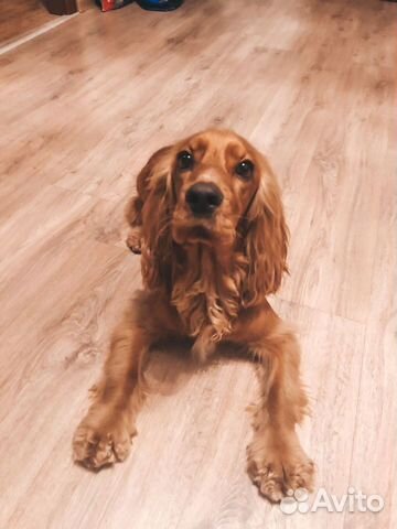 Английский кокер спаниель