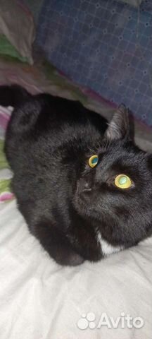 Котята в добрые руки дам бесплатно. Раньше жила в