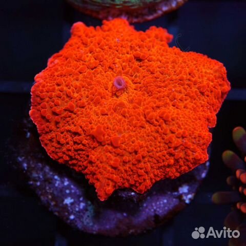 Дискосома грибы Discosoma морской аквариум кораллы