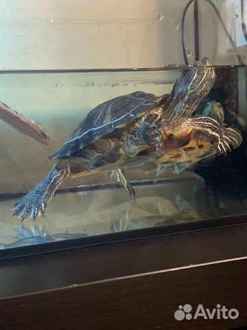 Красноухая черепаха с аквариумом