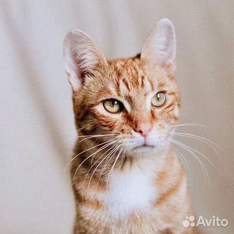 Супер обаятельный котик Честер