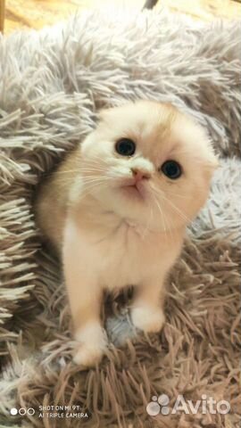 Шотландские вислоухие котята