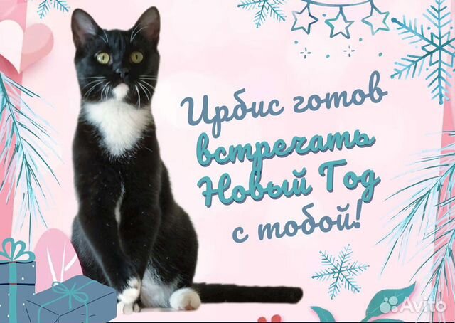 Малыш Ирбис ждёт чуда