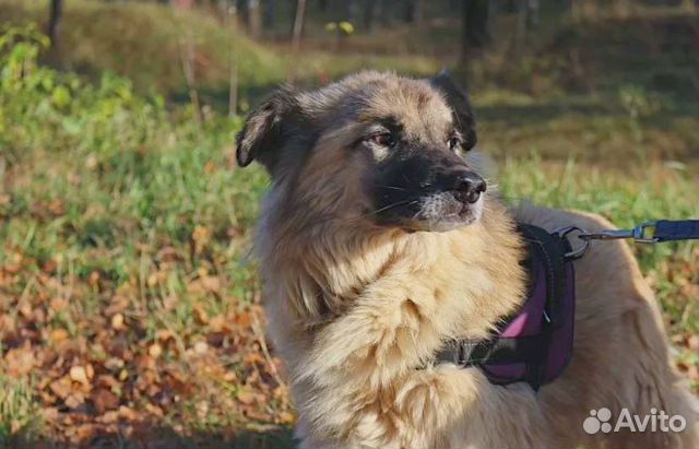 Собака в добрые руки