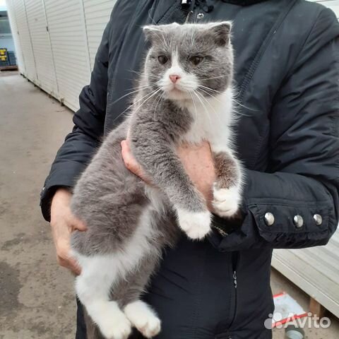 Вислоухая красотка в добрые руки