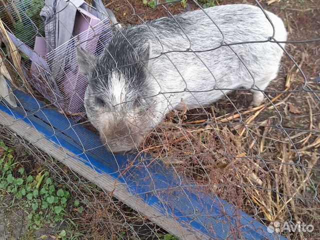 Вьетнамская