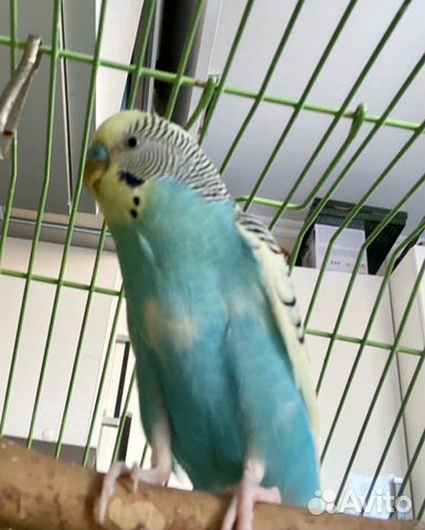 Волнистый попугай