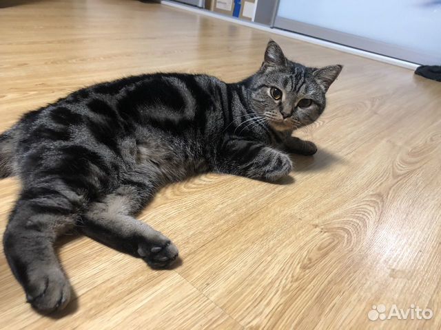 Кошка на вязку