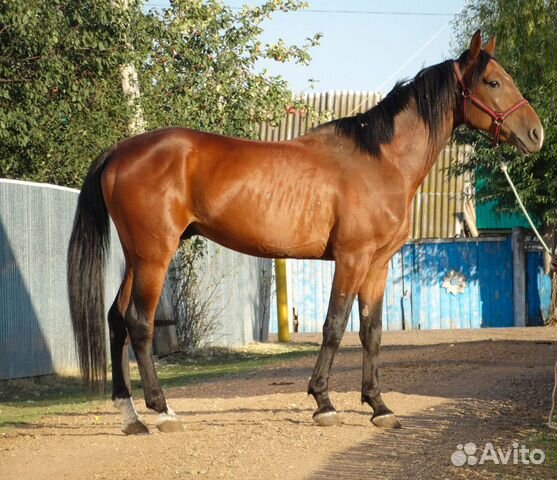 Призовой жеребец