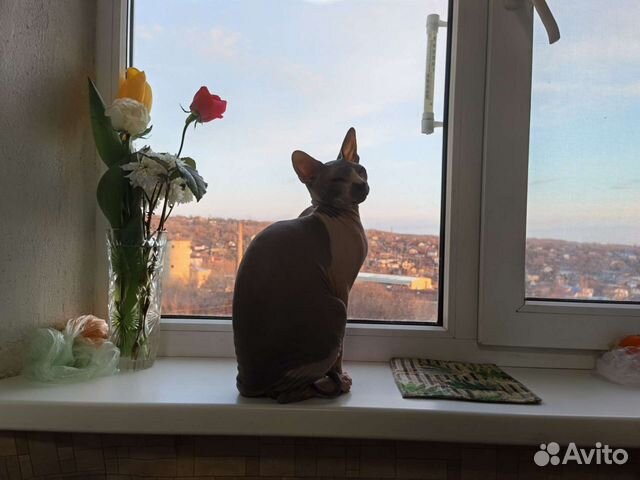 Донской сфинкс вязка